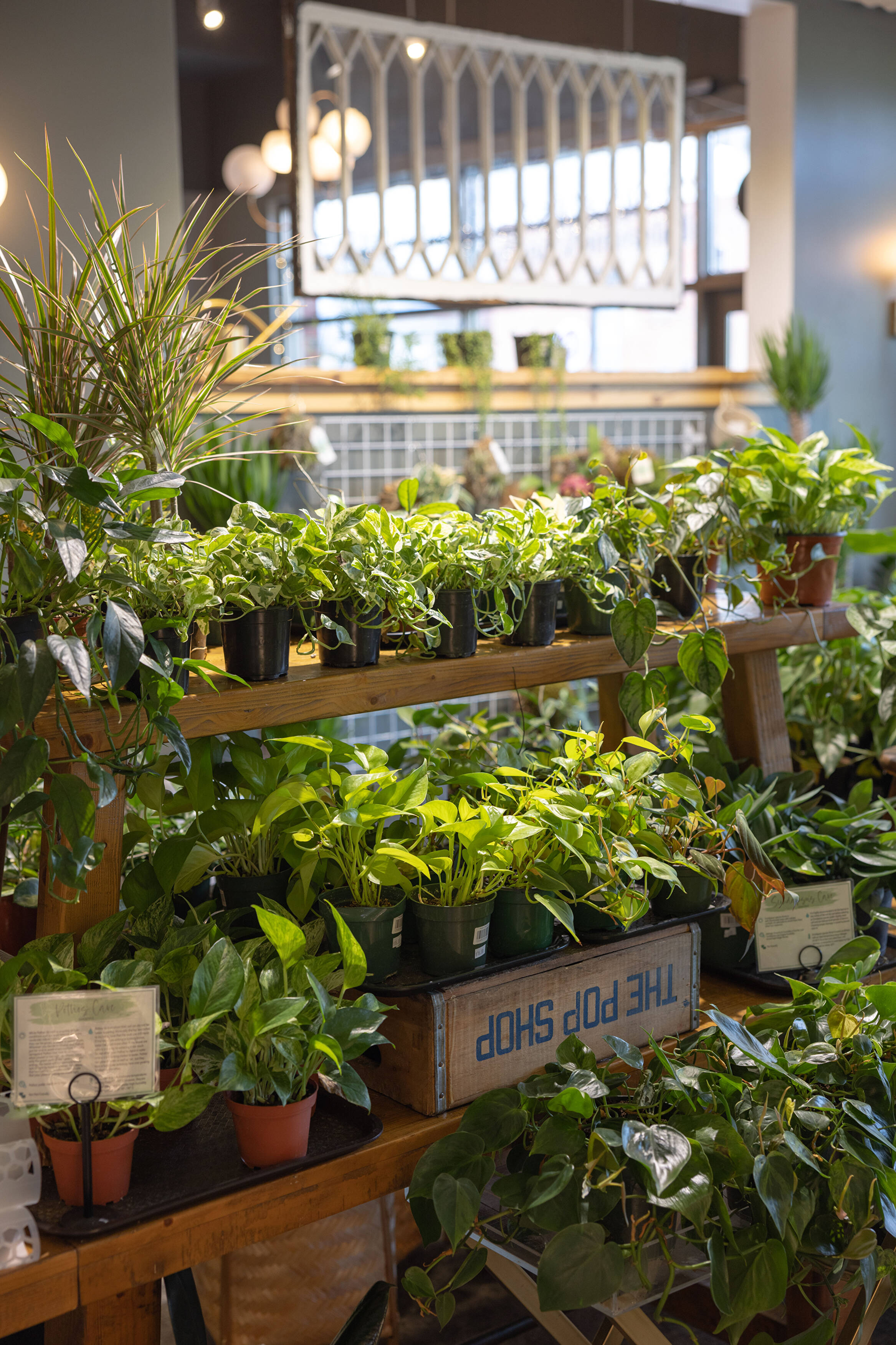 Prima Plants
